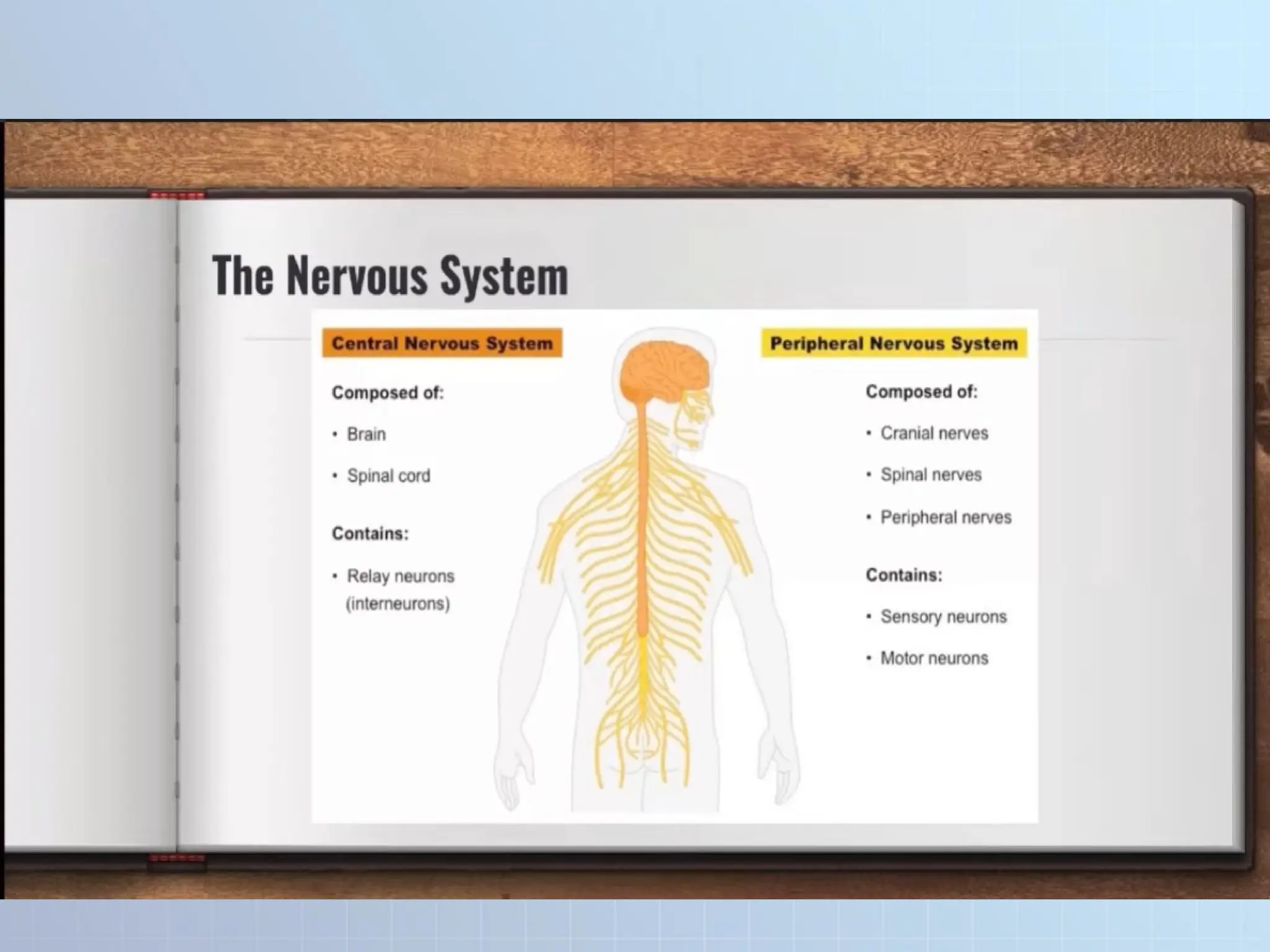 DIFFERENT HUMAN BODY SYSTEMS THAT WORKS TOGETHER | PPTX