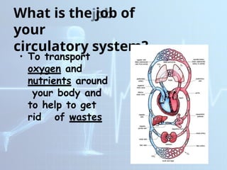 DIFFERENT HUMAN BODY SYSTEMS THAT WORKS TOGETHER | PPTX