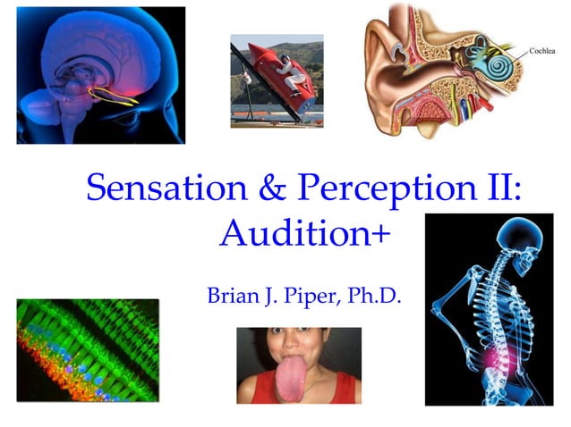 Introductory Psychology: Sensation & Perception: Auditory+ | PPT