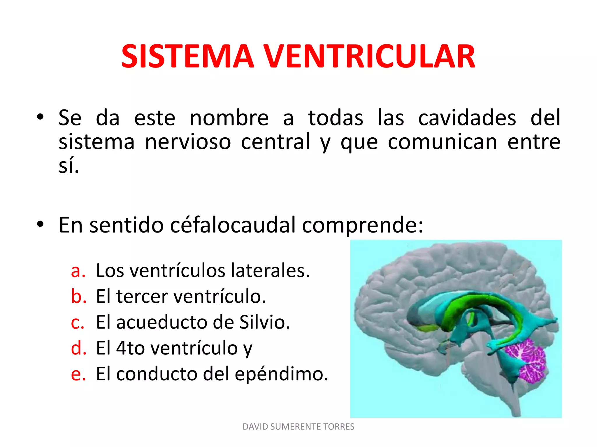 Sistema Ventricular: Anatomía | PPTX