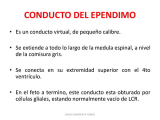 Sistema Ventricular: Anatomía | PPTX