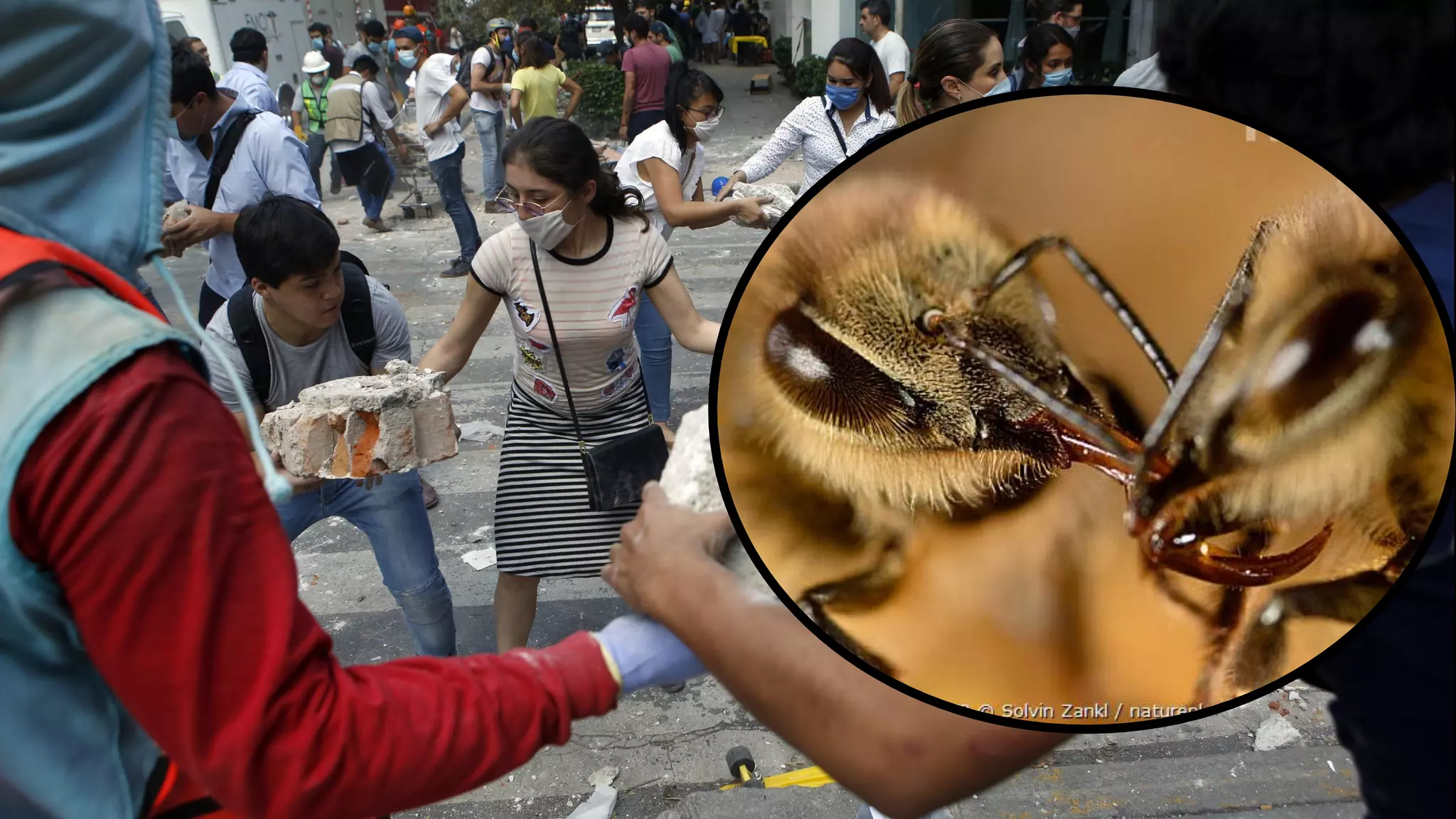 Task partitioning and division of labour in swarm robotics | PPT