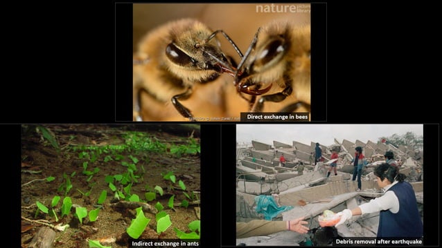 Task Partitioning And Division Of Labour In Swarm Robotics Ppt