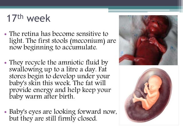 17th-24th week of pregnancy