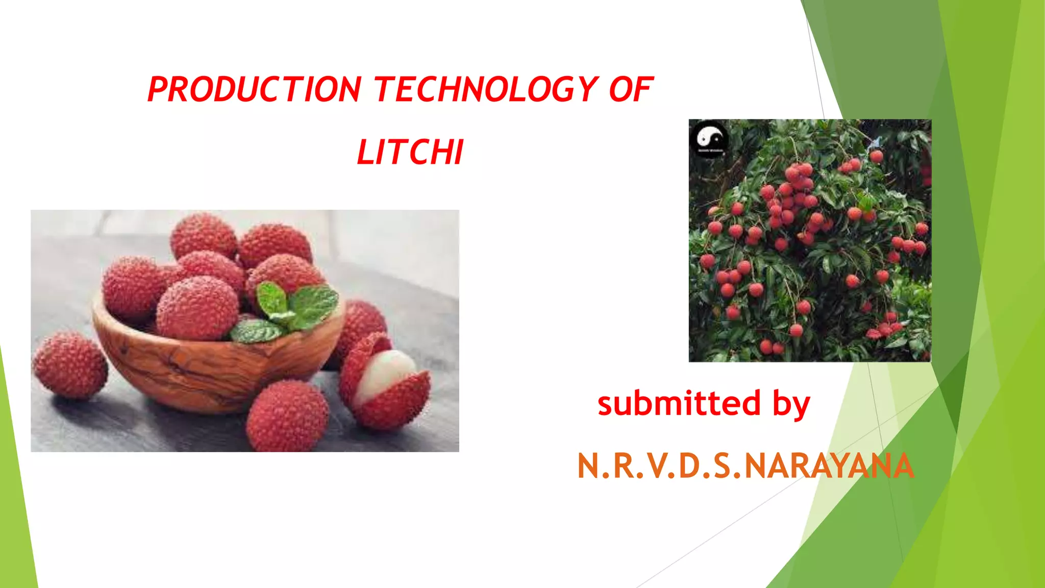 litchi production and techonology | PPTX