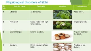 litchi production and techonology | PPTX
