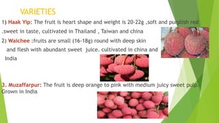 litchi production and techonology | PPTX