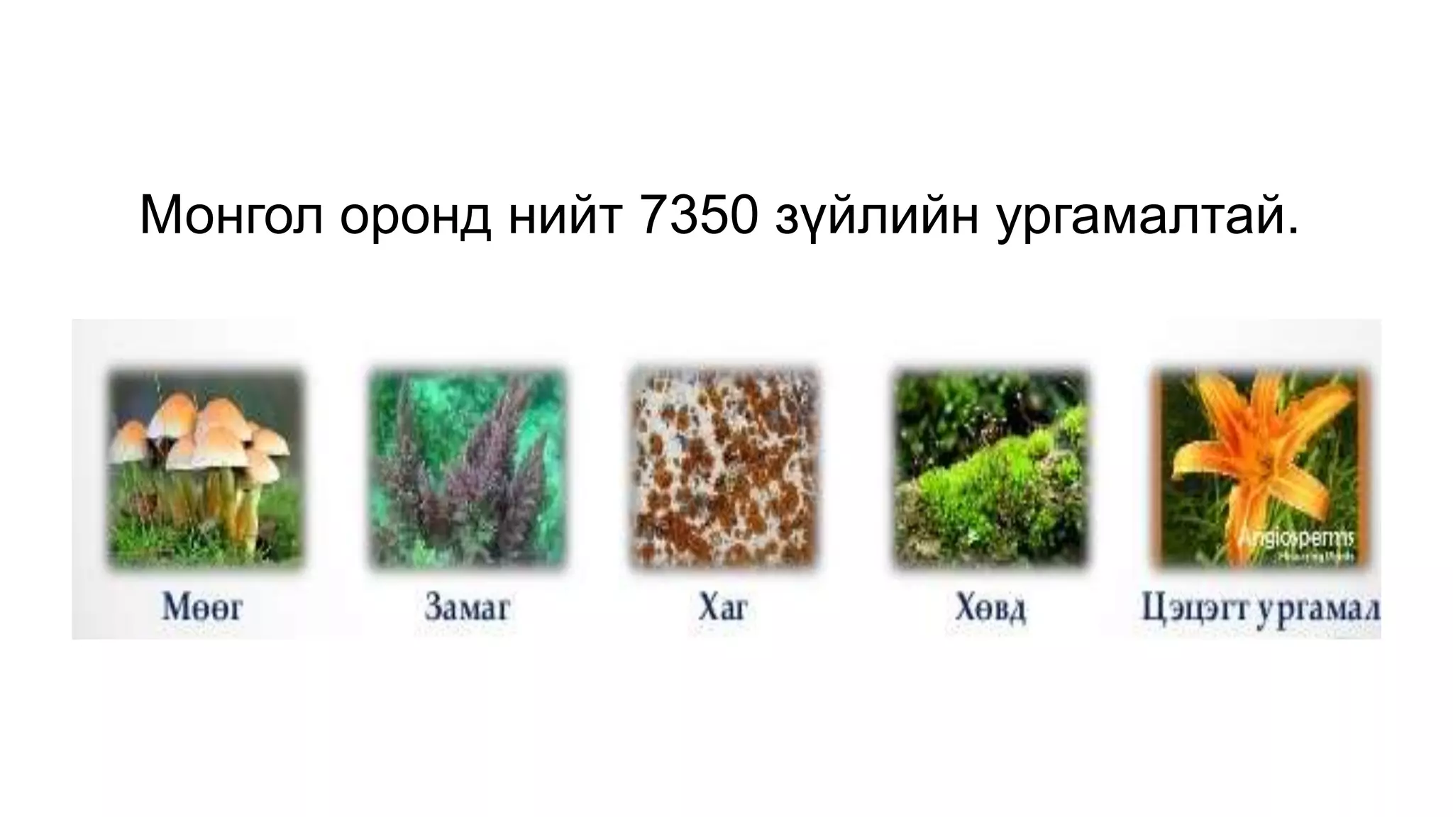 9 r angi-mongol_orny_baigaliin_nokhtsol_noots | PPTX