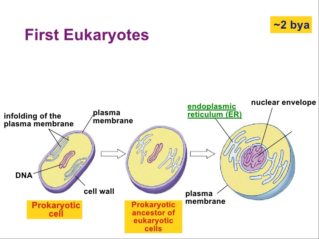 Theory of Endosymbiosis Lynn Margulis