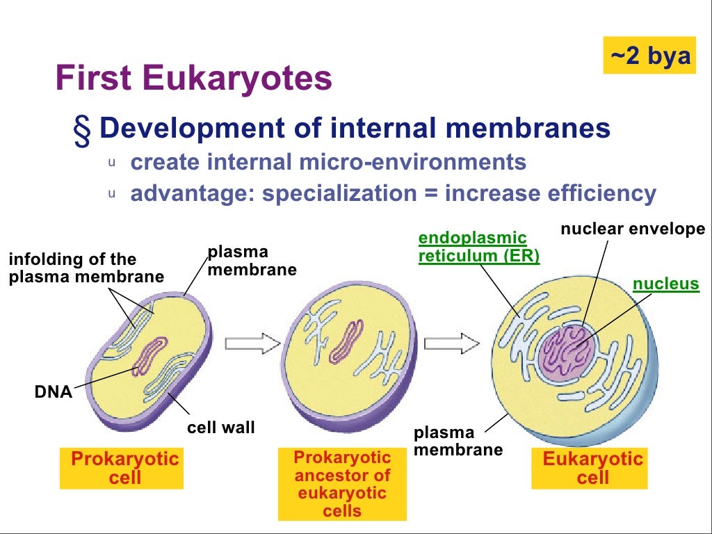 Endosymbiosis Evolution Of Eukaryotes