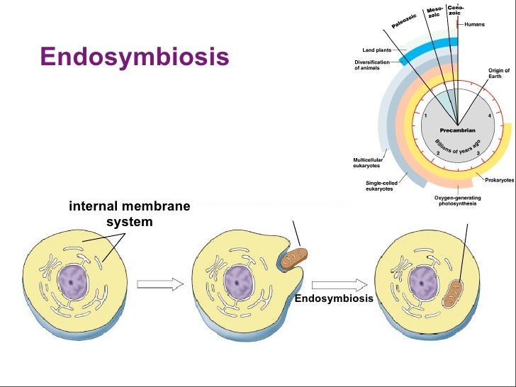 Theory of Endosymbiosis Lynn Margulis