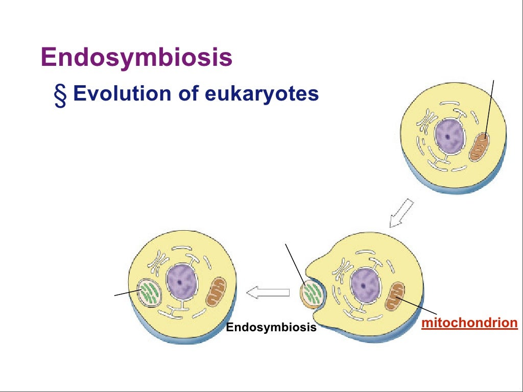 Endosymbiosis Evolution Of Eukaryotes