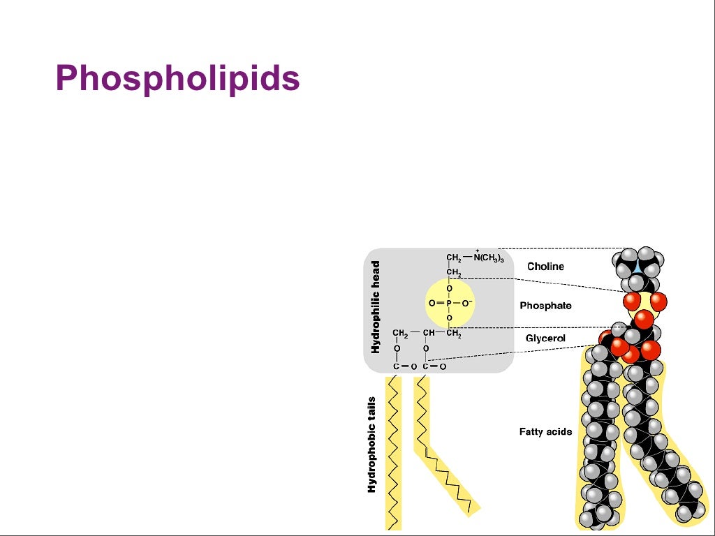 Phospholipids