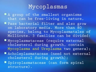 mycoplasma | PPT