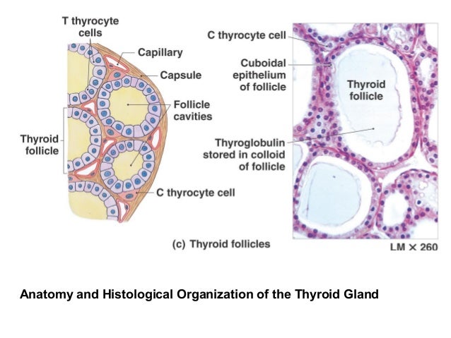 18. endocrine system