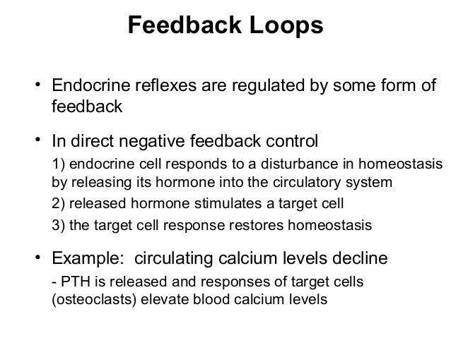 Endocrine System Feedback Loops