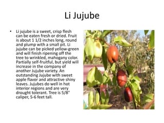 18.jujube varities in the world By Allah Dad Khan | PPTX | Food & Drink