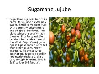 18.jujube varities in the world By Allah Dad Khan | PPTX
