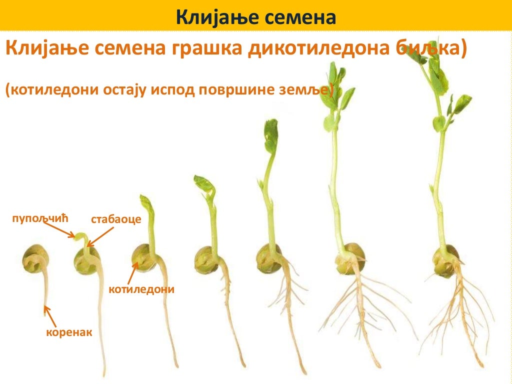 Seme, klijanje semena