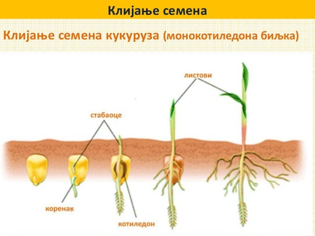 Seme, klijanje semena