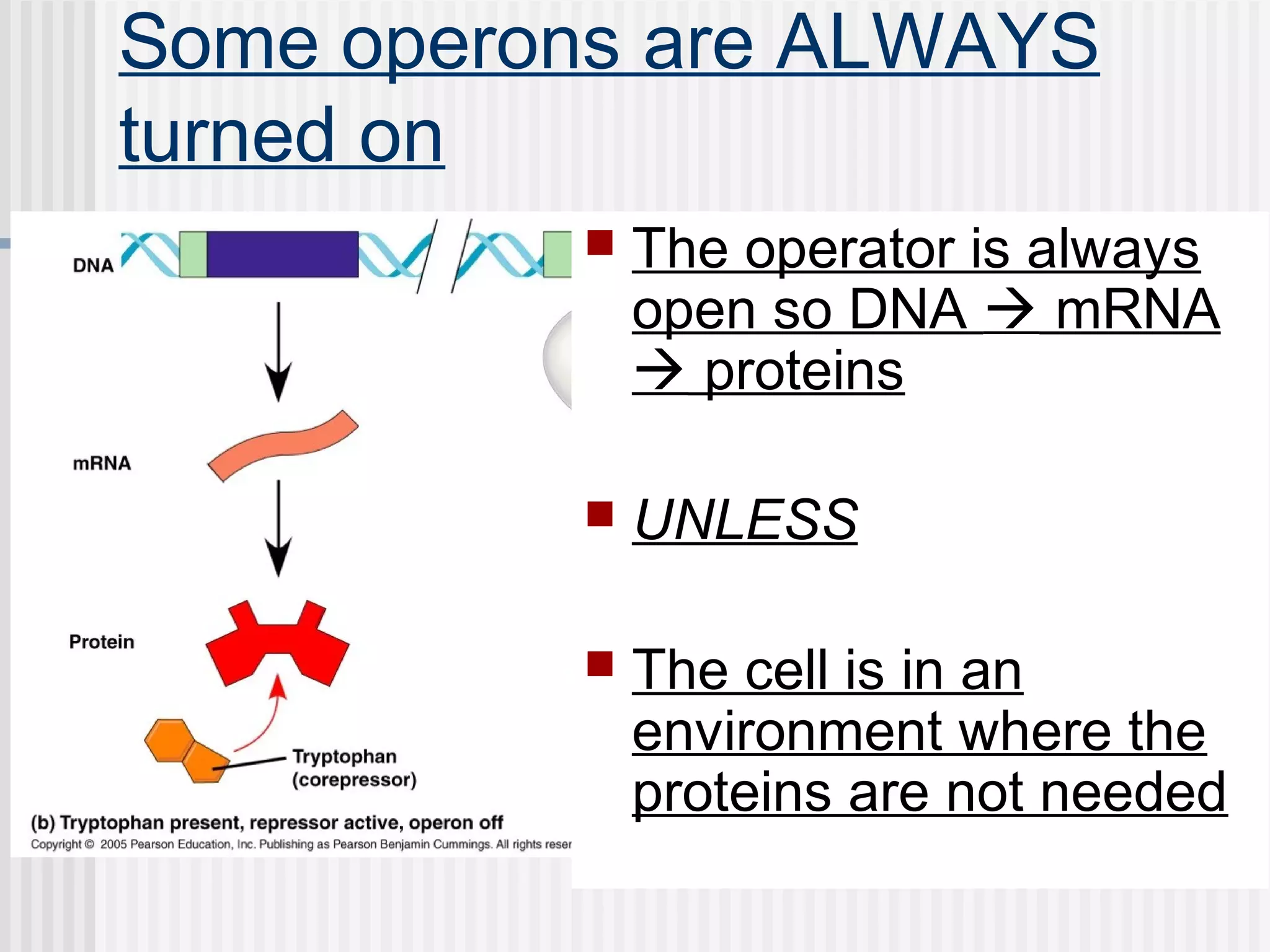 AP Biology Genetic Diversity and Operons in bacteria | PPT