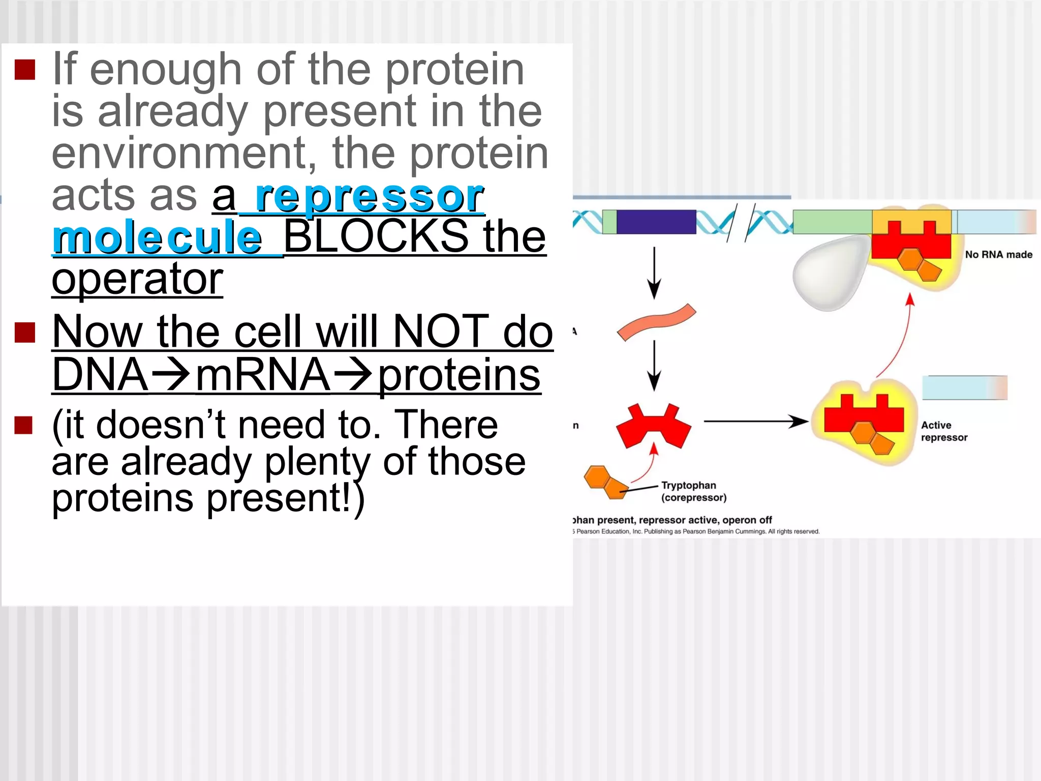 AP Biology Genetic Diversity and Operons in bacteria | PPT