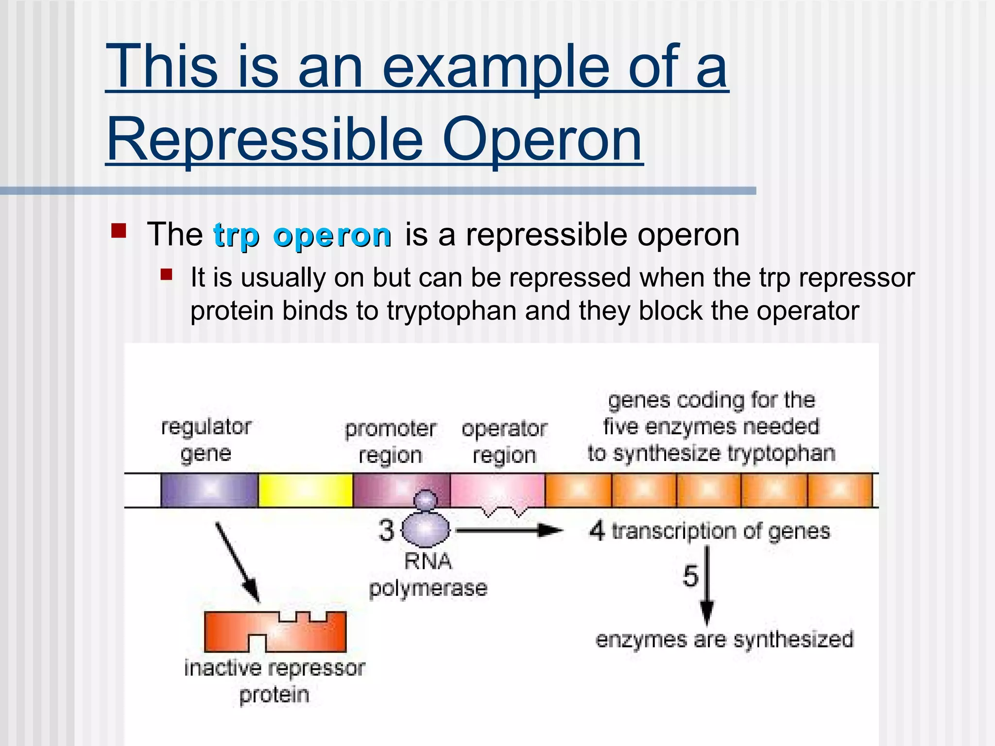 AP Biology Genetic Diversity and Operons in bacteria | PPT