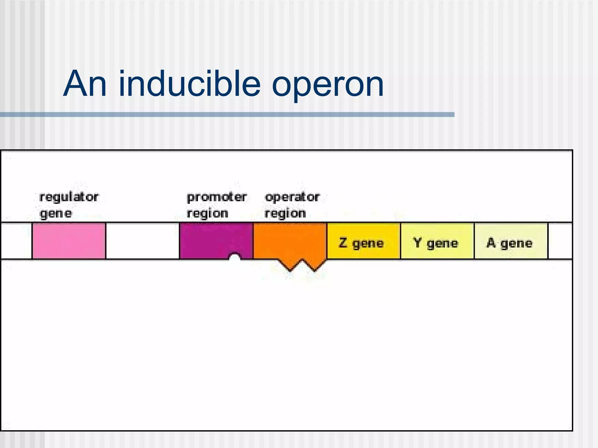 AP Biology Genetic Diversity and Operons in bacteria | PPT
