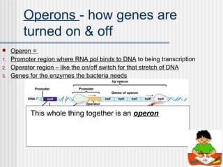 AP Biology Genetic Diversity and Operons in bacteria | PPT