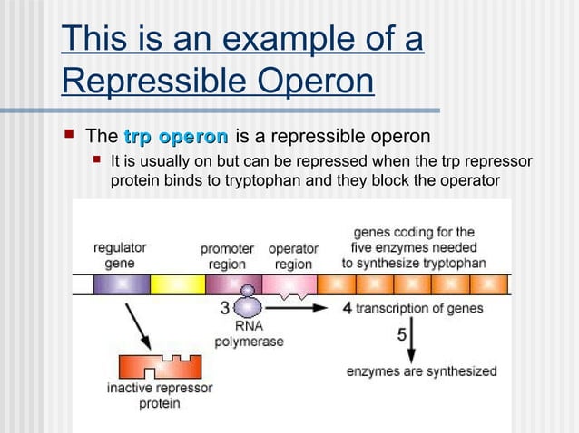 AP Biology Genetic Diversity and Operons in bacteria | PPT | Free Download