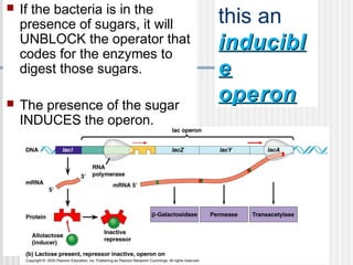 AP Biology Genetic Diversity and Operons in bacteria | PPT