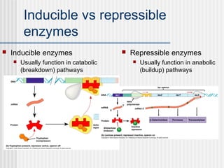 AP Biology Genetic Diversity and Operons in bacteria | PPT