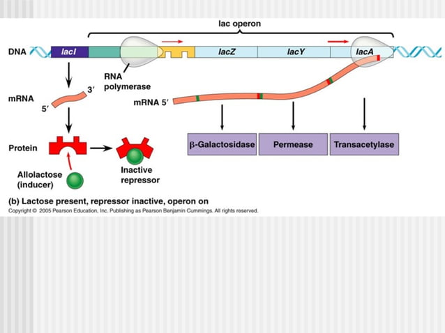 AP Biology Genetic Diversity and Operons in bacteria | PPT