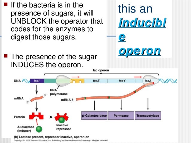 AP Biology Genetic Diversity and Operons in bacteria