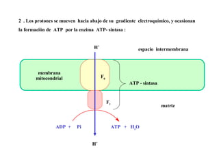 18. transporte de electrones y fosforilacion oxidativa | PPT