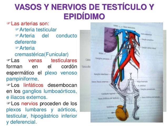 Aparato Genital Masculino