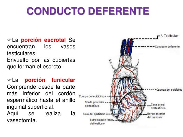 Aparato Genital Masculino