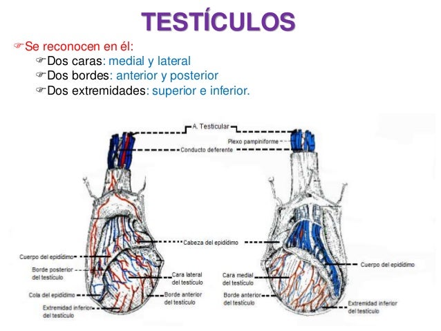 Aparato Genital Masculino