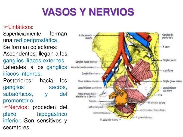 Aparato Genital Masculino