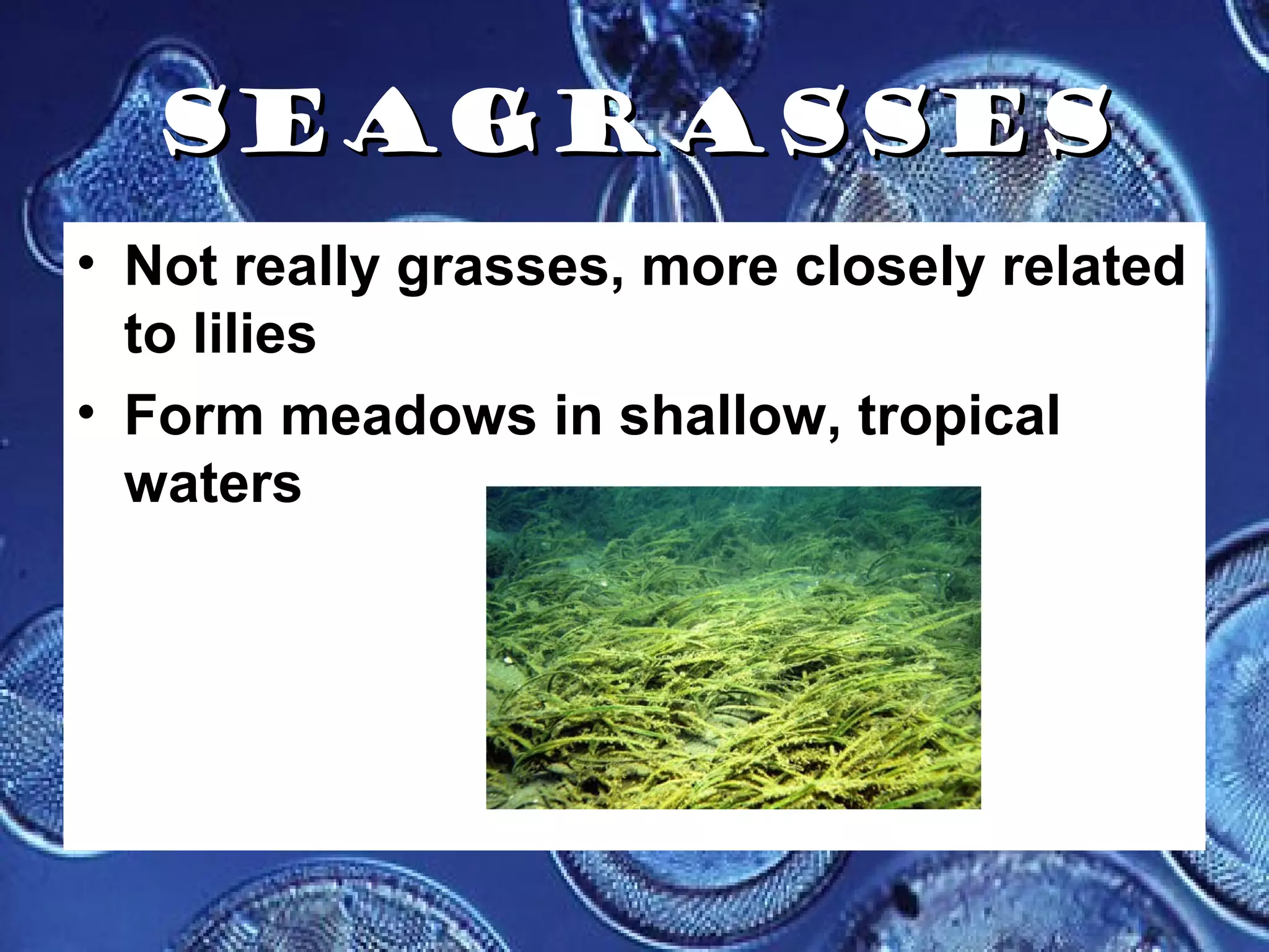 Simple Organisms Notes | PPT