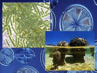 Simple Organisms Notes | PPT