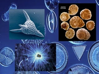 Simple Organisms Notes | PPT