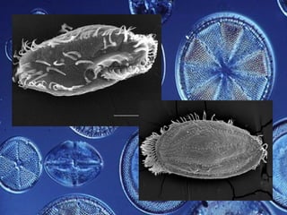 Simple Organisms Notes | PPT