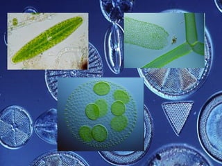 Simple Organisms Notes | PPT