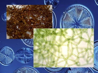 Simple Organisms Notes | PPT