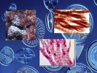 Simple Organisms Notes | PPT