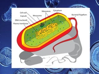 Simple Organisms Notes | PPT