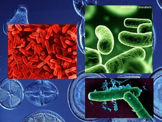 Simple Organisms Notes | PPT