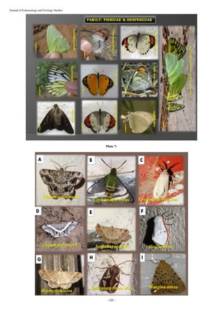 Insect diversity of Sri Lankamalleswara Reserve forest in the Eastern ...