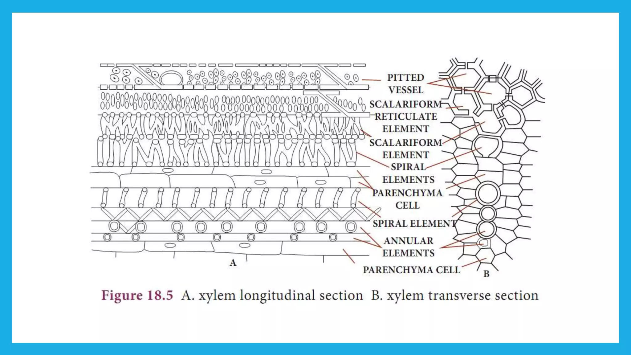 18. Pedagogy of Biological Science (Part II ) - Organisation of tissues ...